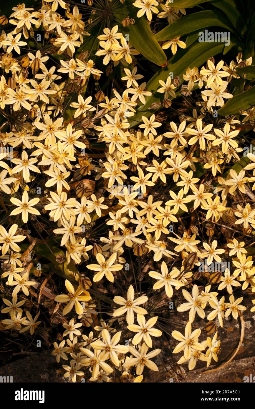 Triteleia starlight hi-res stock photography and images - Alamy