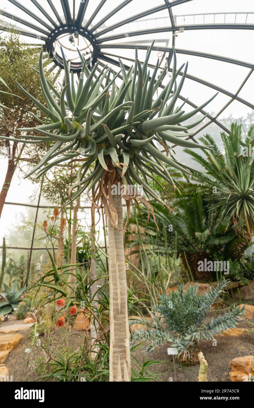 Quiver tree flower hi-res stock photography and images - Alamy