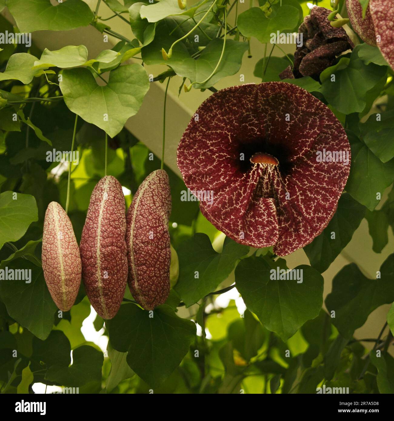Aristolochia littoralis, aristolochia elegans, calico flower, elegant ...
