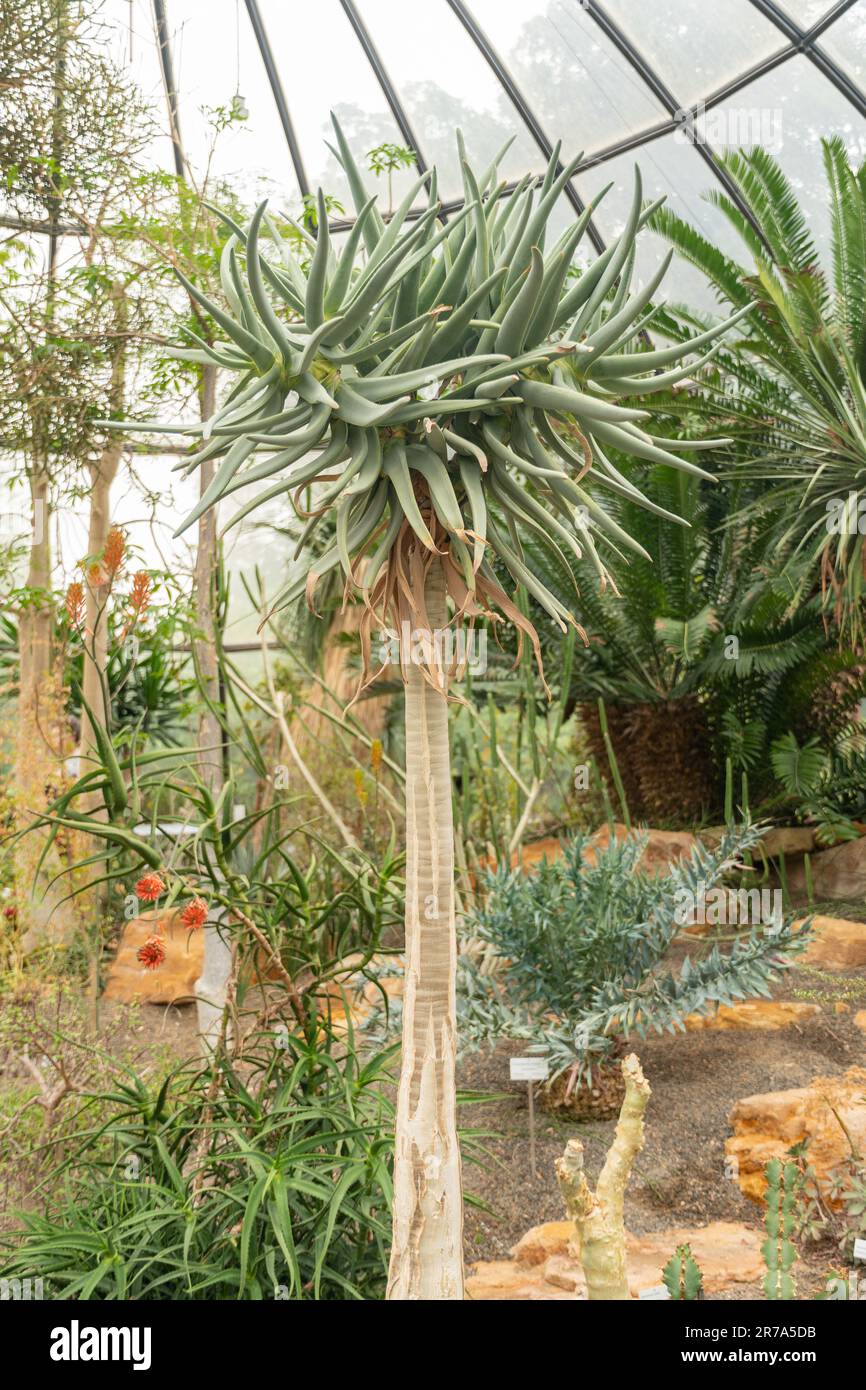 Quiver tree flower hi-res stock photography and images - Alamy