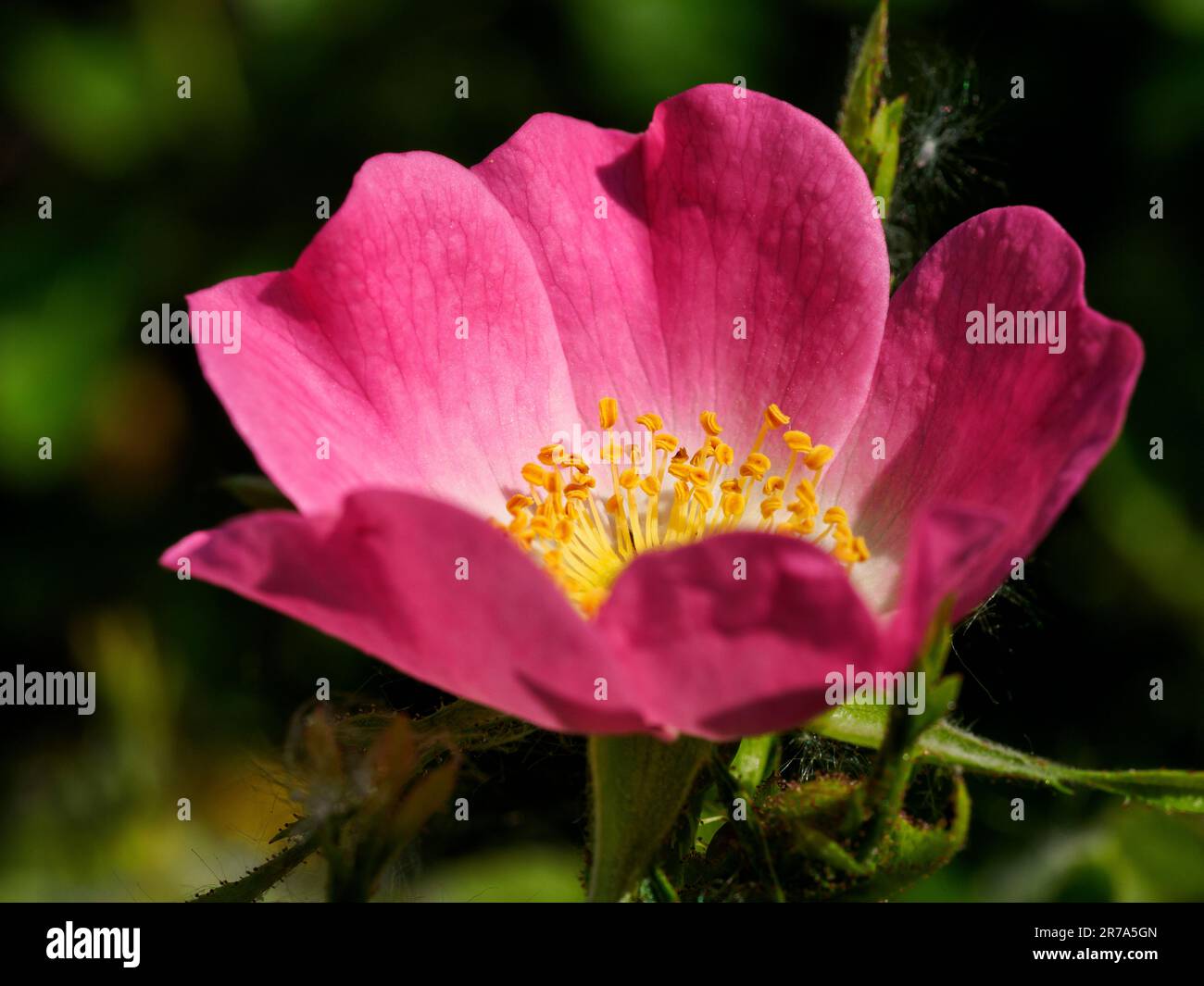 Sweet briar (rosa rubiginosa) aka dog rose flower growing in a hedgerow ...
