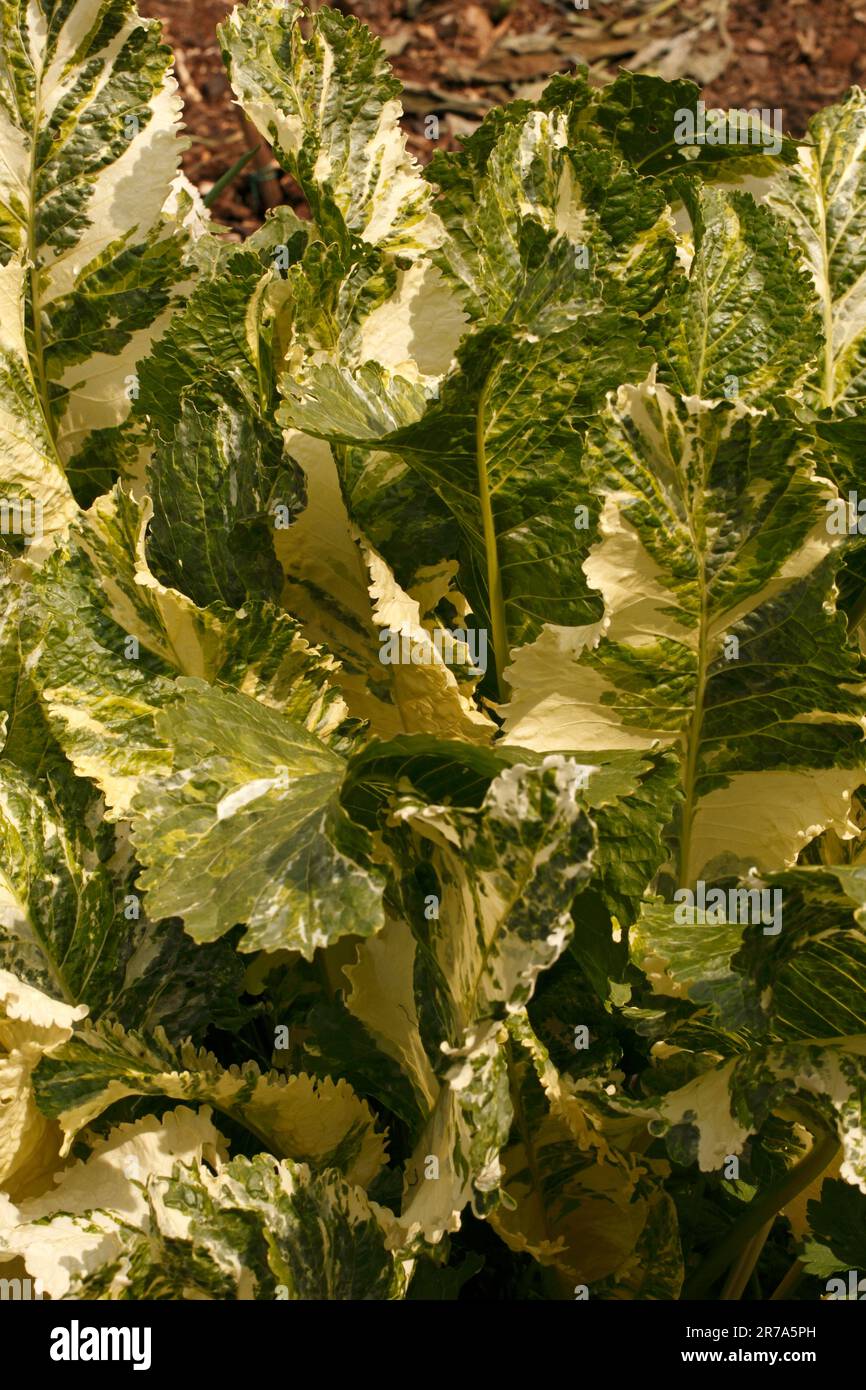 Brassicaceae. Amoracia rusticana, 'variegata' Marchrhuddygl ...