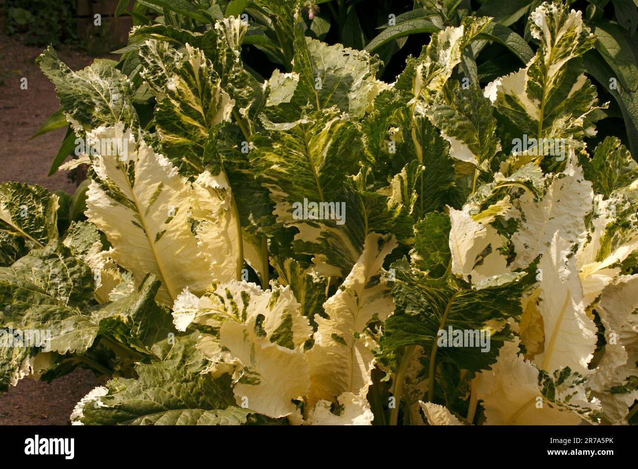 Brassicaceae. Amoracia rusticana, 'variegata' Marchrhuddygl ...