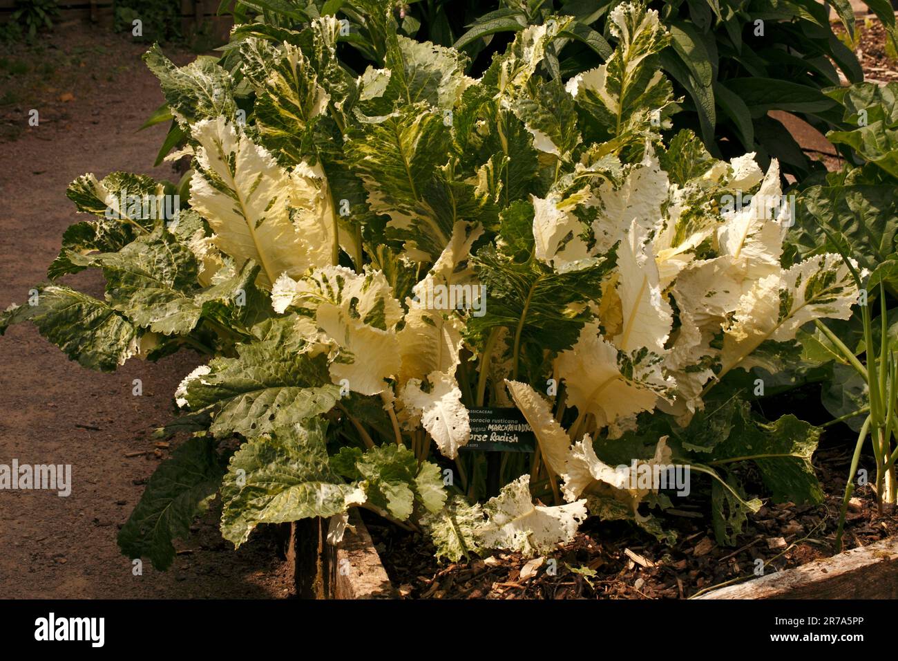 Brassicaceae. Amoracia rusticana, 'variegata' Marchrhuddygl ...