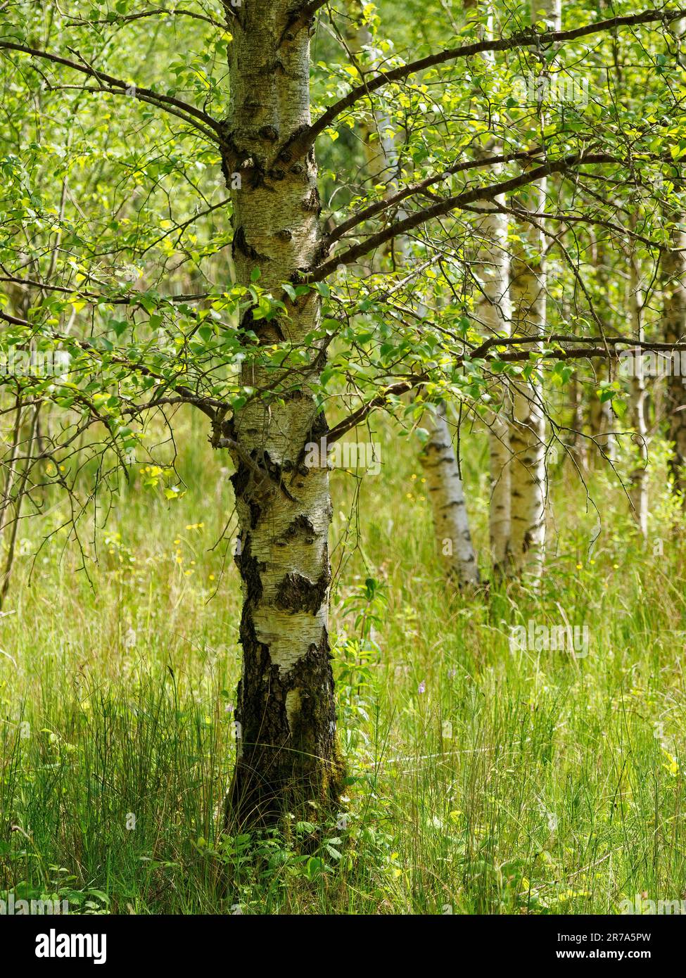 Silver birch tree summer hi-res stock photography and images - Alamy