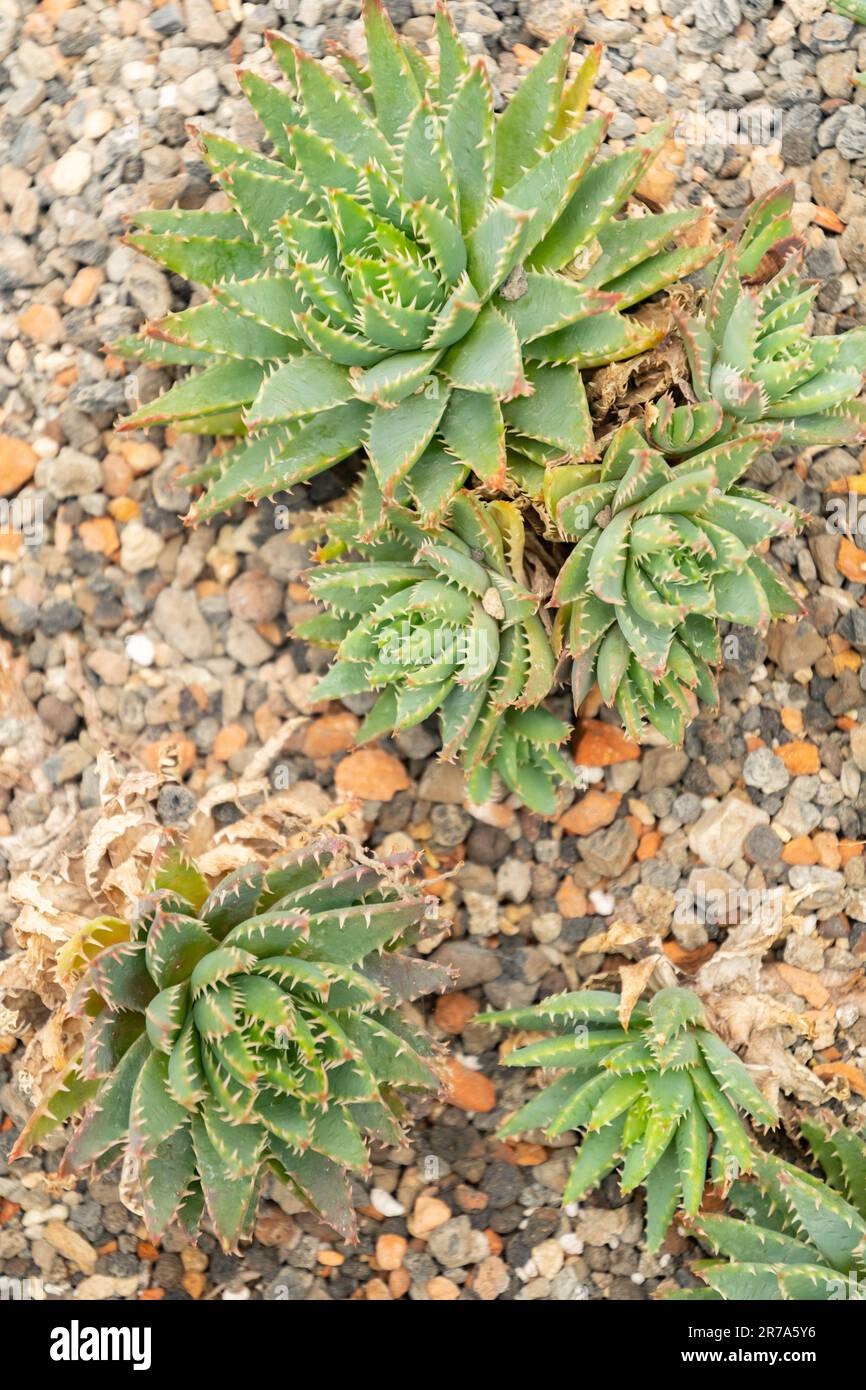 Zurich, Switzerland, May 24, 2023 Short leaved aloe or Aloe Brevifolia ...