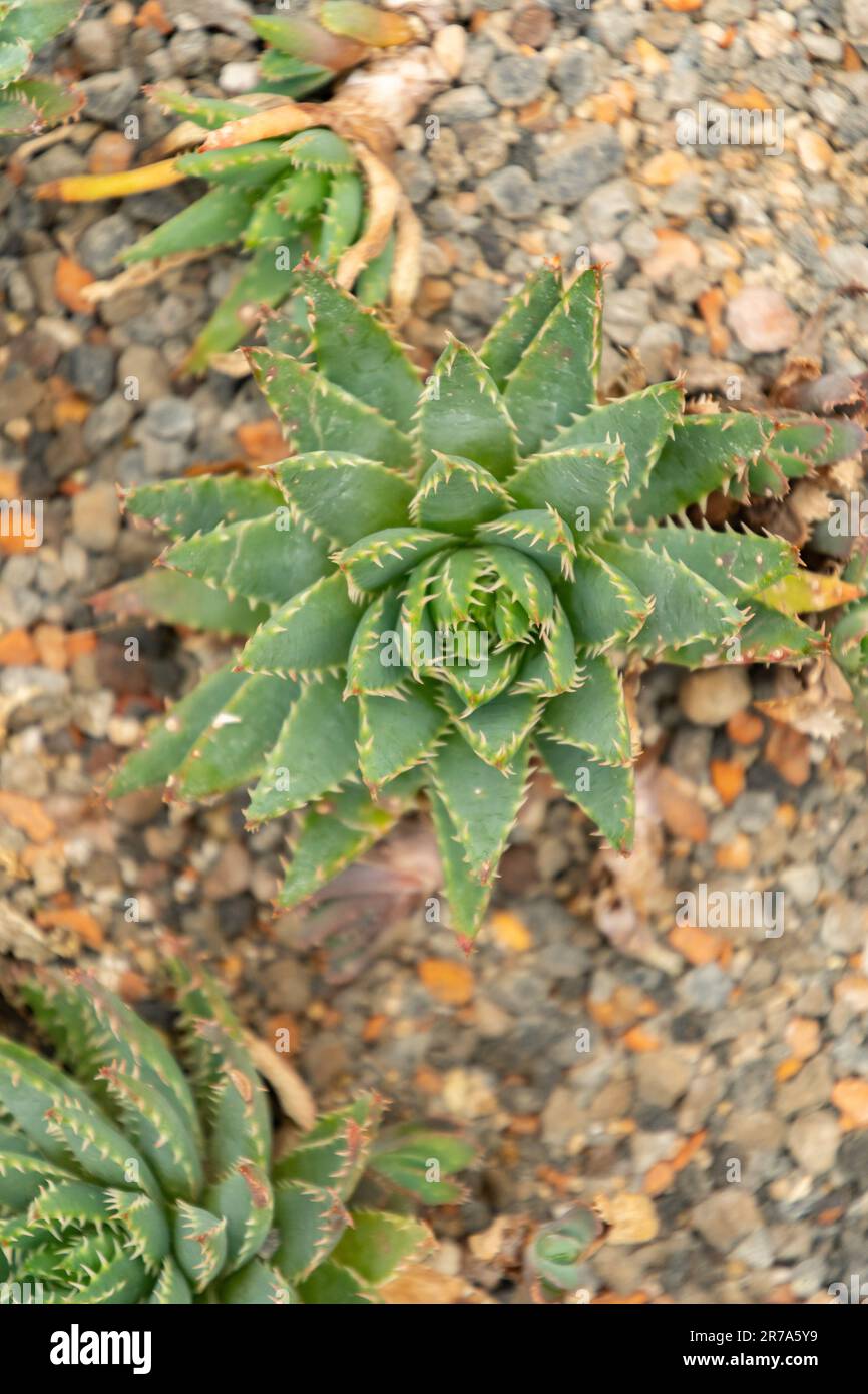 Aloe Brevifolia Variegata