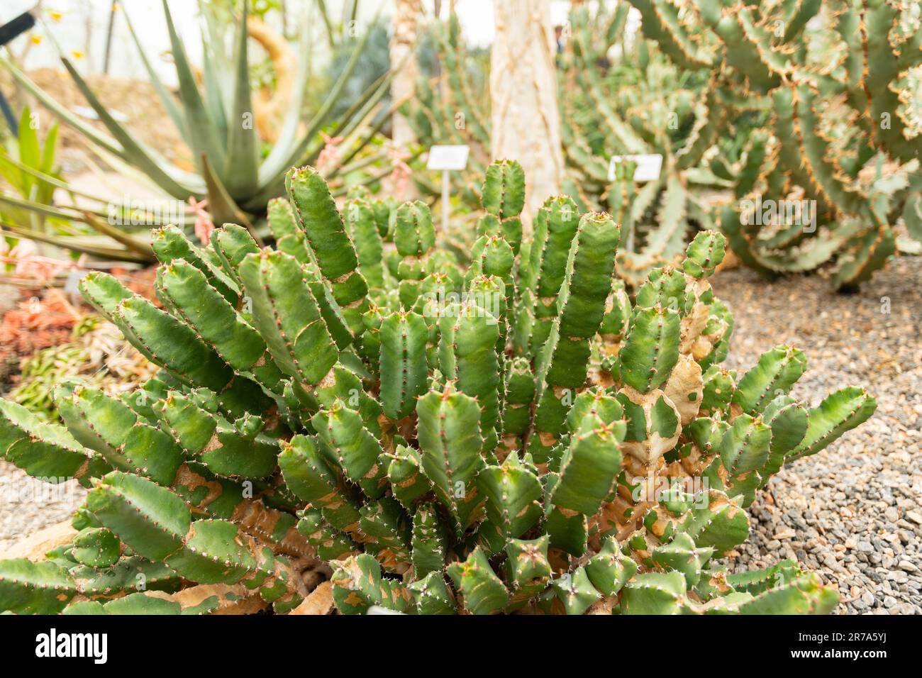 Zurich, Switzerland, May 24, 2023 Resin spurge or Euphorbia Resinifera ...