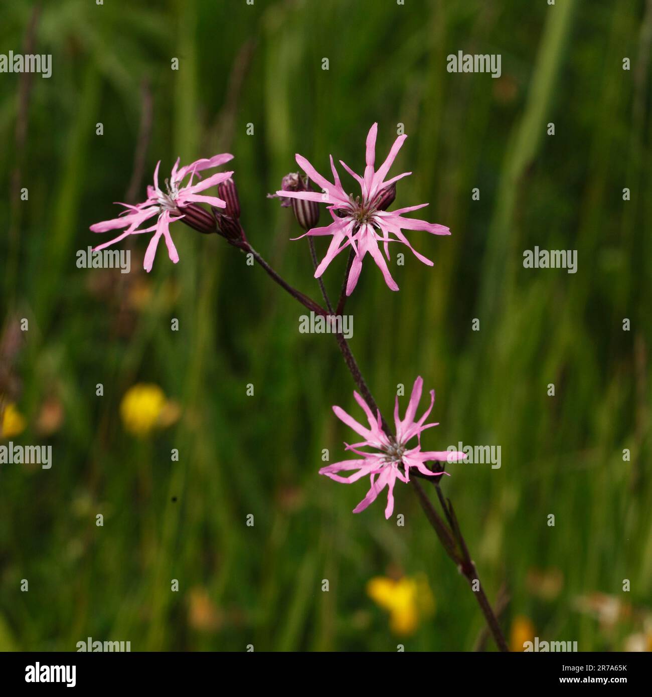 Cuckoo flower soap hi-res stock photography and images - Alamy