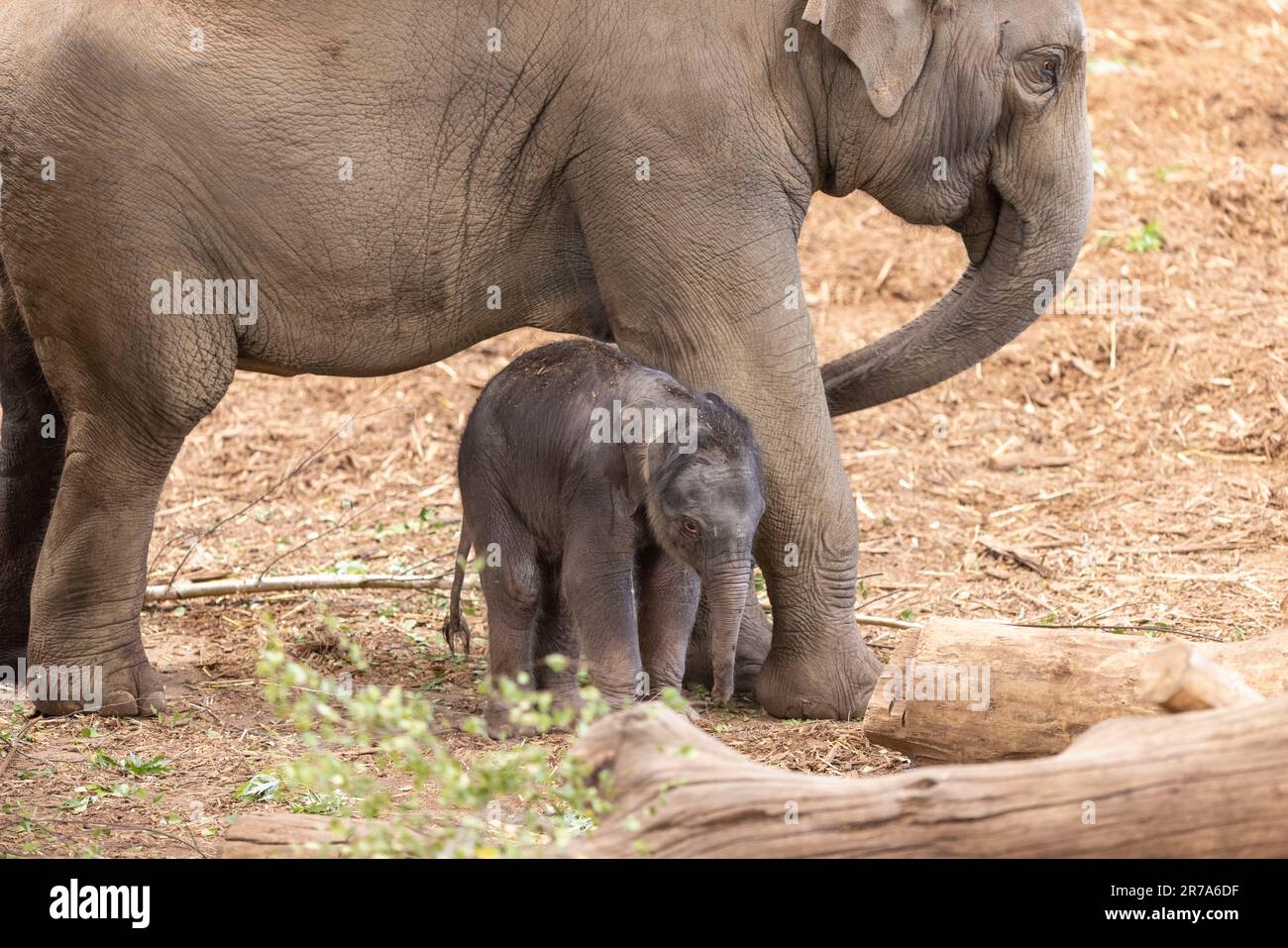 Cologne, Germany. 14th June, 2023. The small nameless elephant cub ...