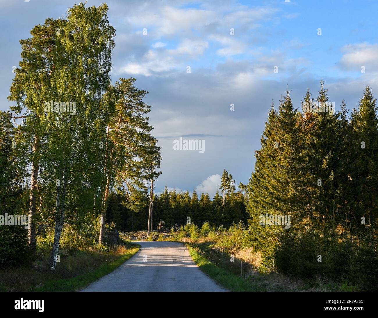 Forest landscape in Finland in spring Stock Photo - Alamy
