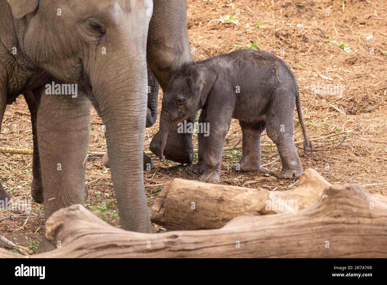 Cologne, Germany. 14 June 2023. The small nameless elephant cub stands ...