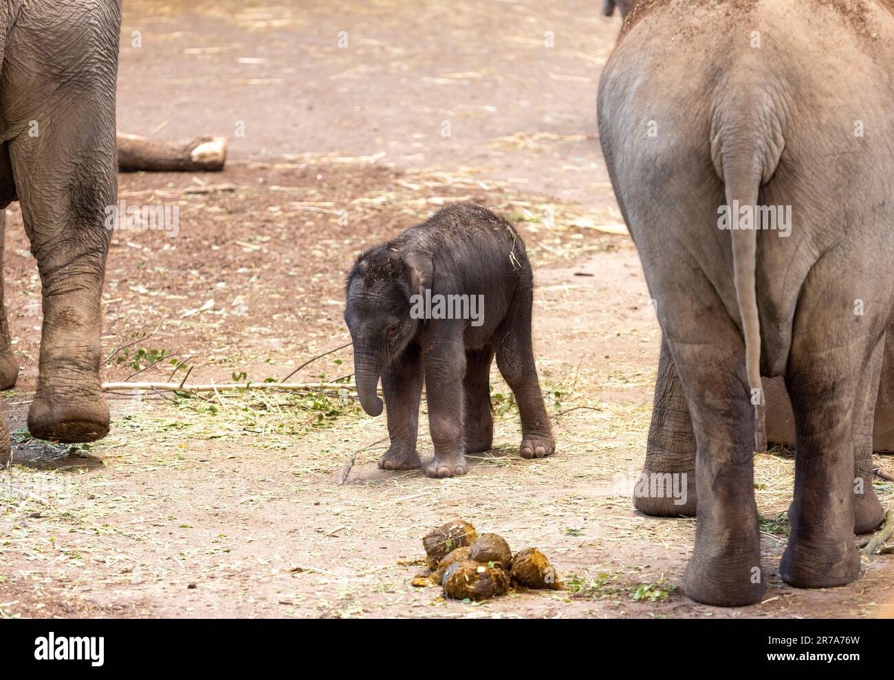 Cologne, Germany. 14 June 2023. The small nameless elephant cub stands ...