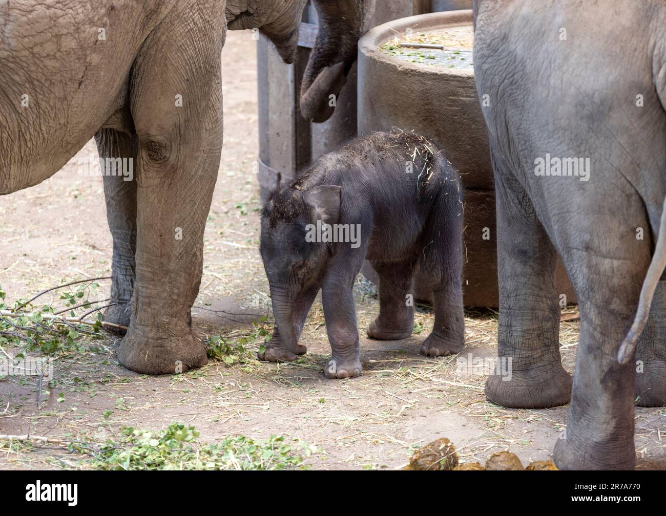 Cologne, Germany. 14 June 2023. The small nameless elephant cub stands ...