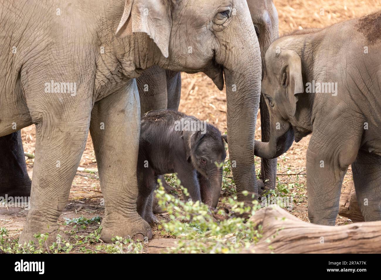 Cologne, Germany. 14 June 2023. The small nameless elephant cub stands ...