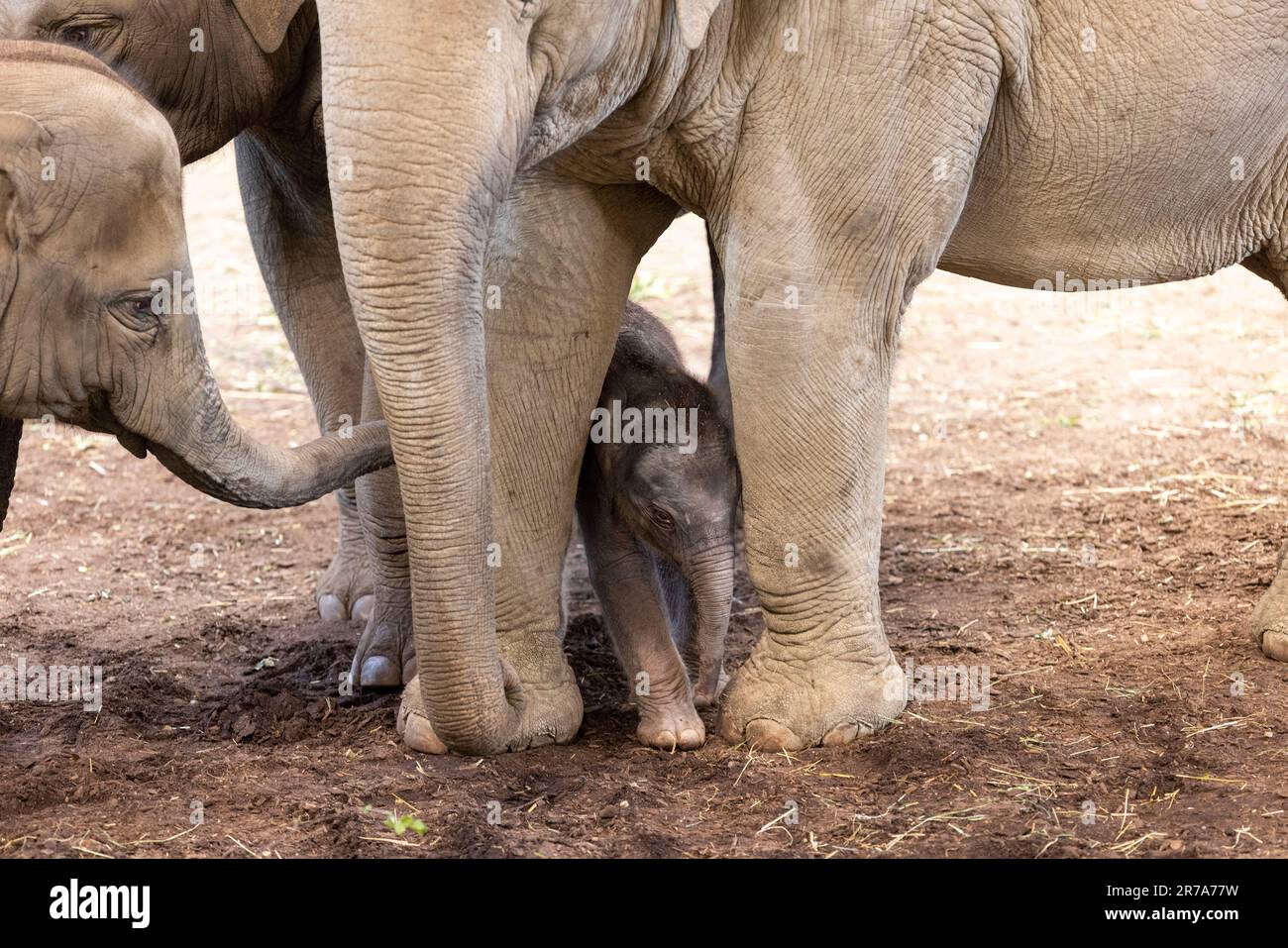 Cologne, Germany. 14 June 2023. The small nameless elephant cub stands ...