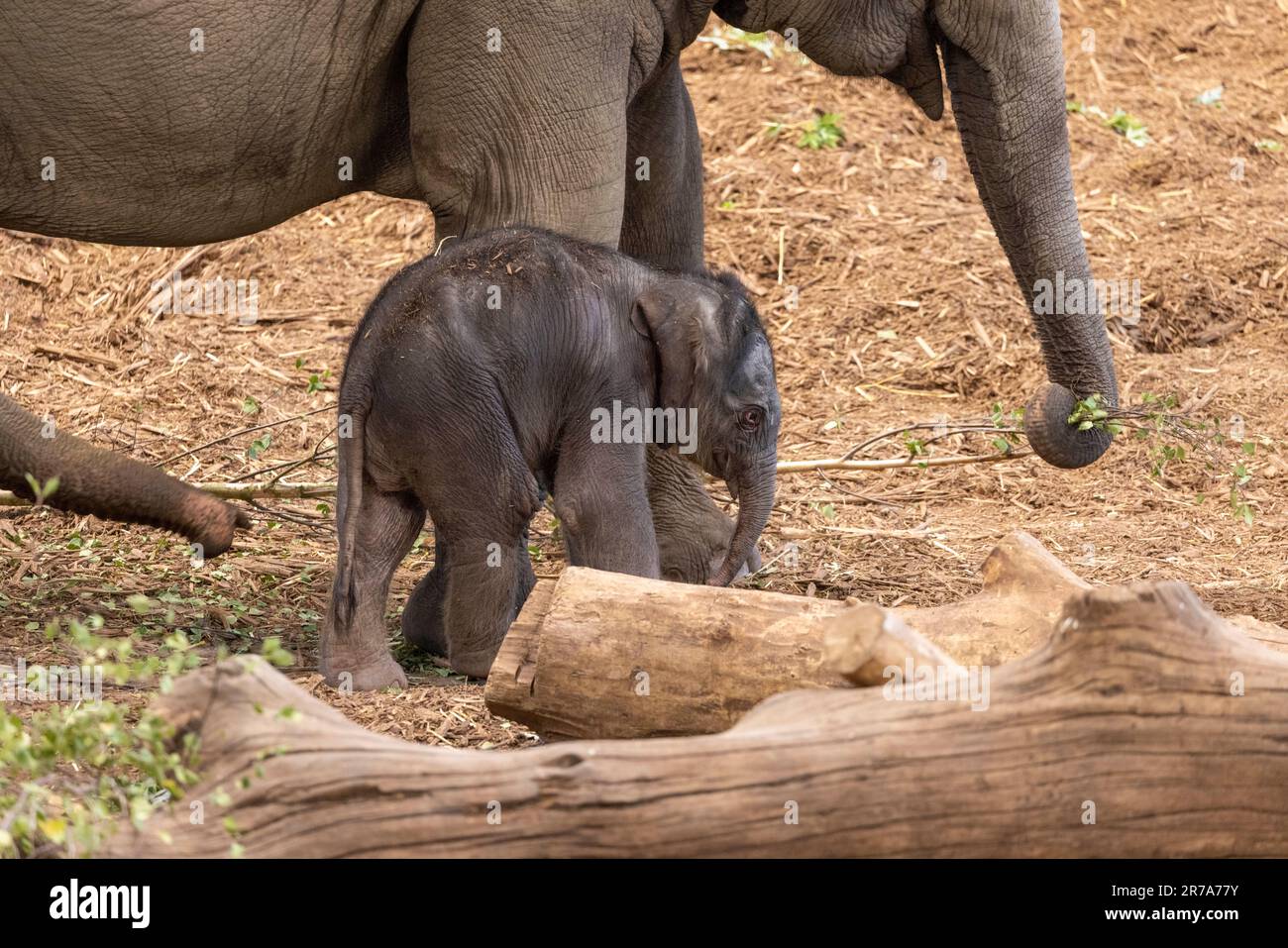 Cologne, Germany. 14 June 2023. The small nameless elephant cub stands ...