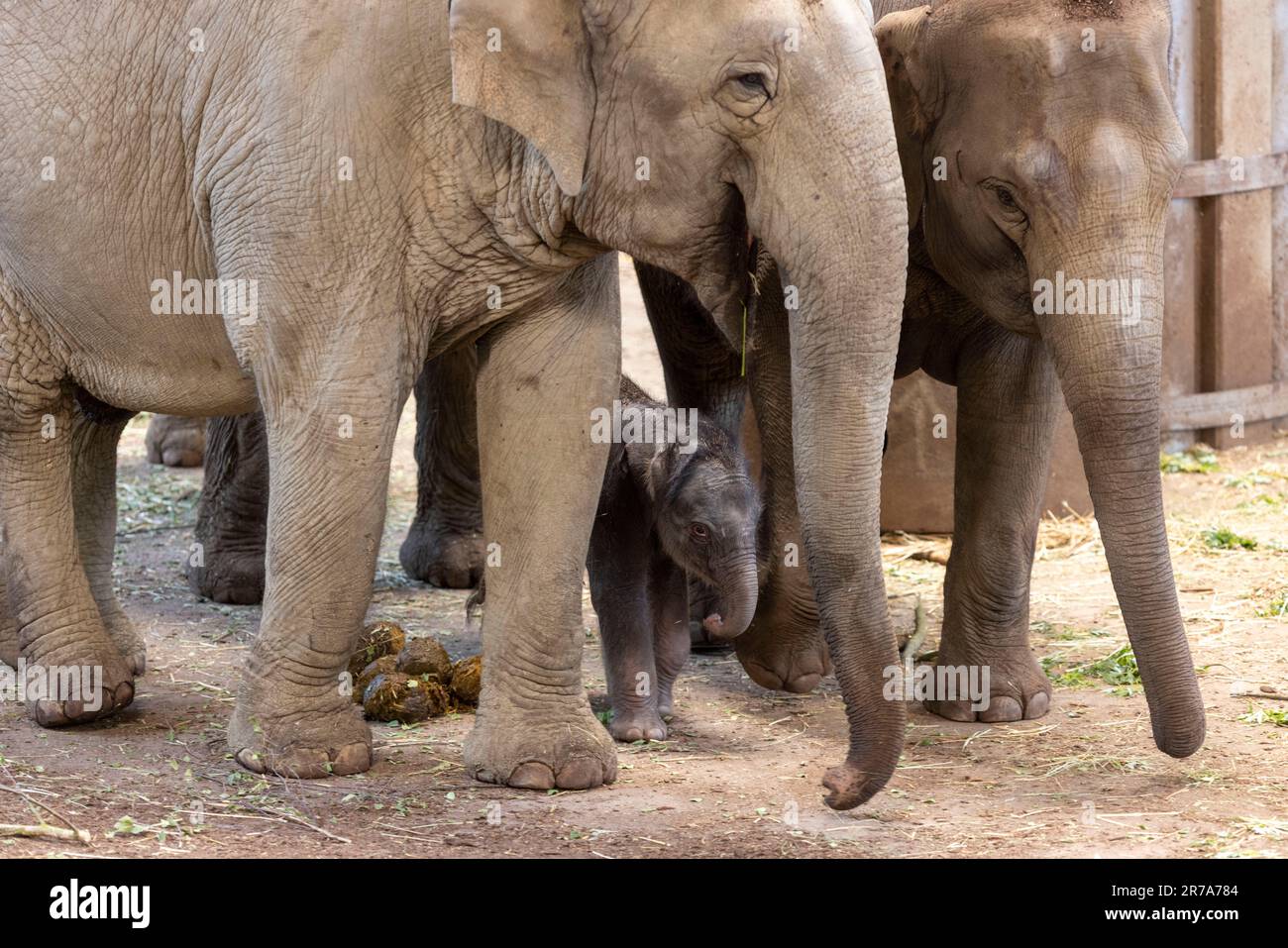 Cologne, Germany. 14 June 2023. The small nameless elephant cub stands ...