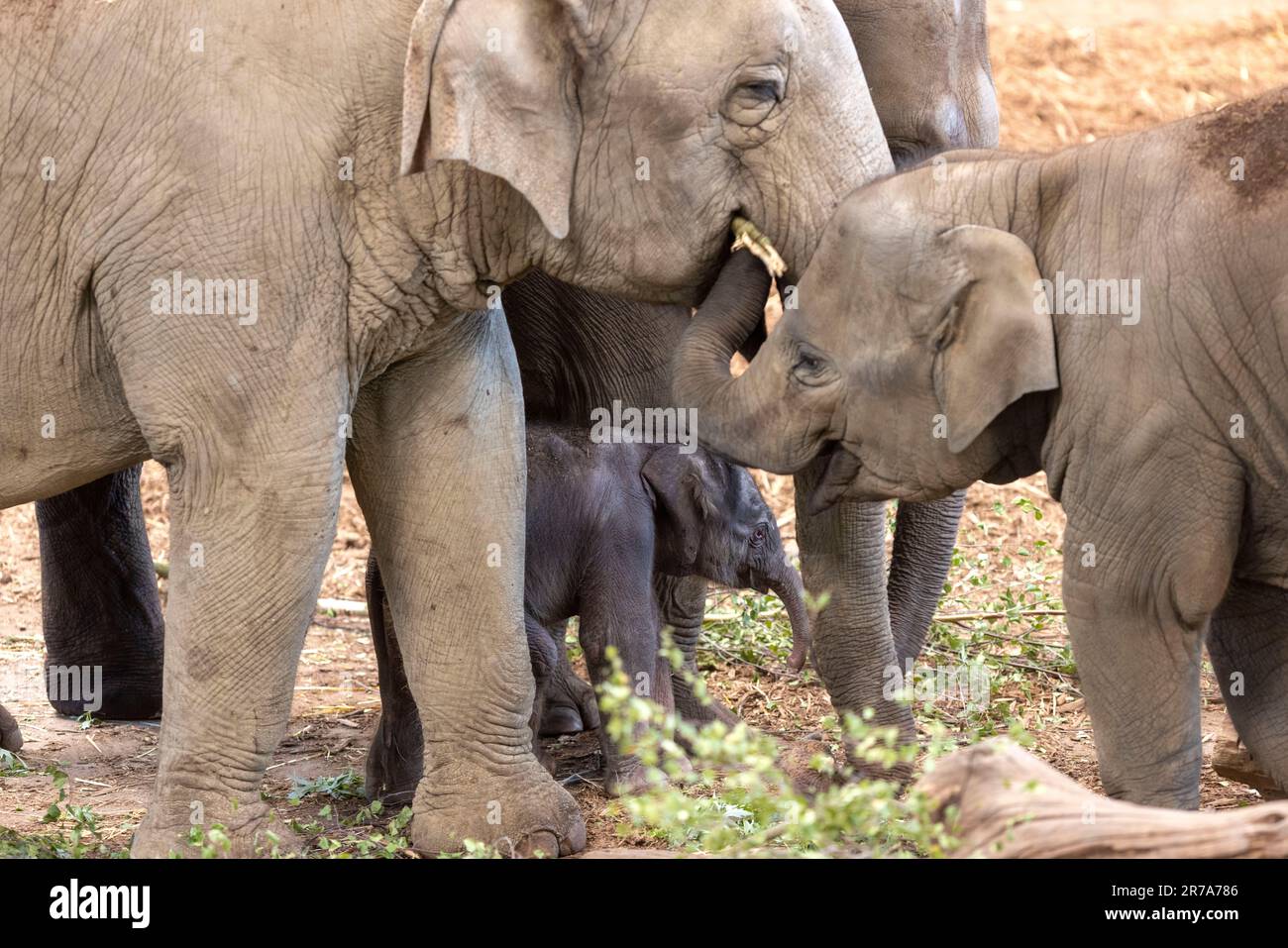 Cologne, Germany. 14 June 2023. The small nameless elephant cub stands ...