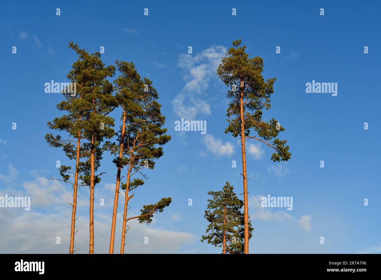 Forest landscape in Finland in spring Stock Photo - Alamy