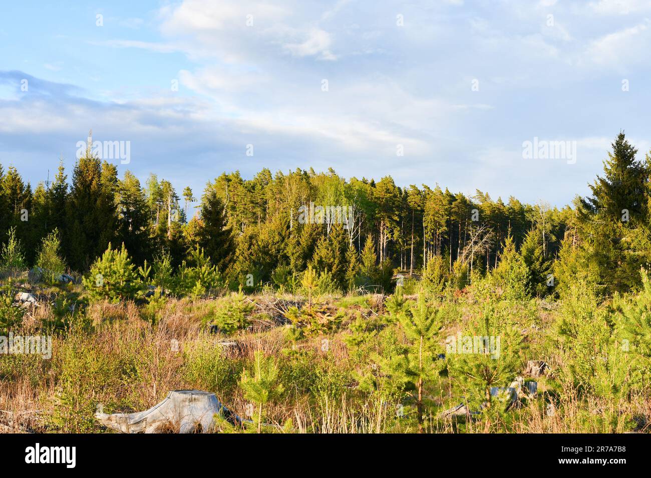 Forest landscape in Finland in spring Stock Photo - Alamy