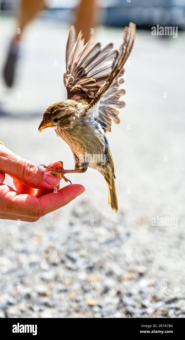 Bird landing on persons hand hi-res stock photography and images - Alamy