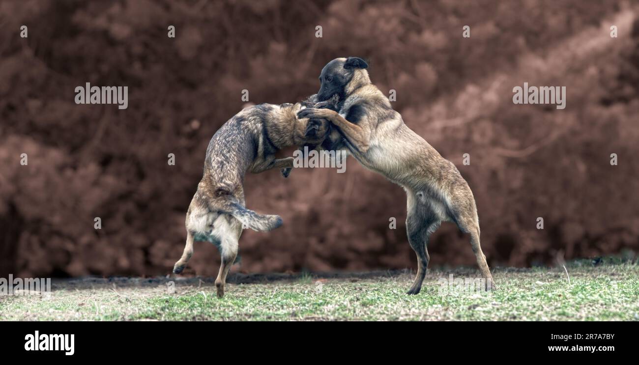 Two dogs fighting in a grassy outdoor area Stock Photo - Alamy