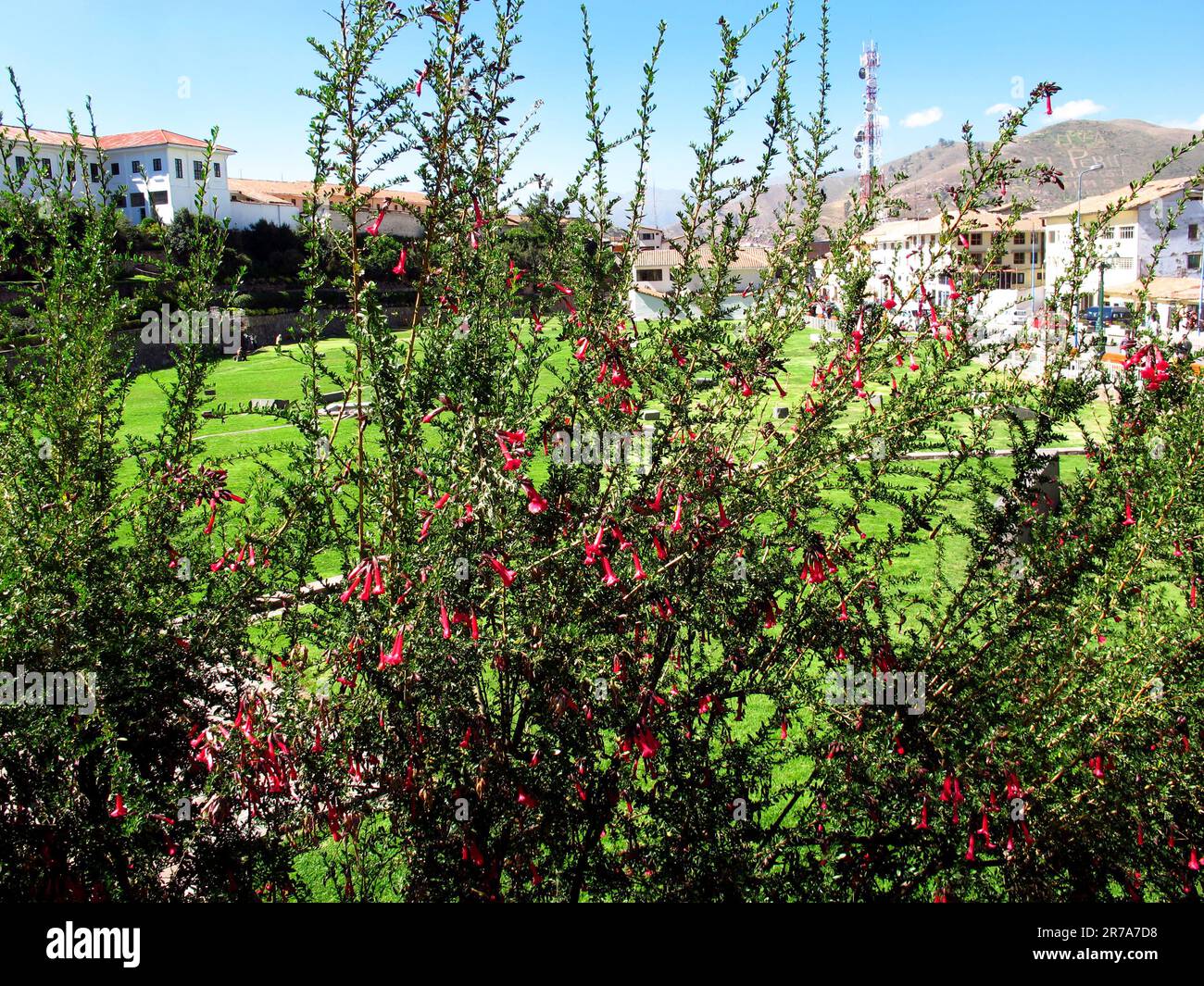 The plant in Cusco, Peru Stock Photo - Alamy