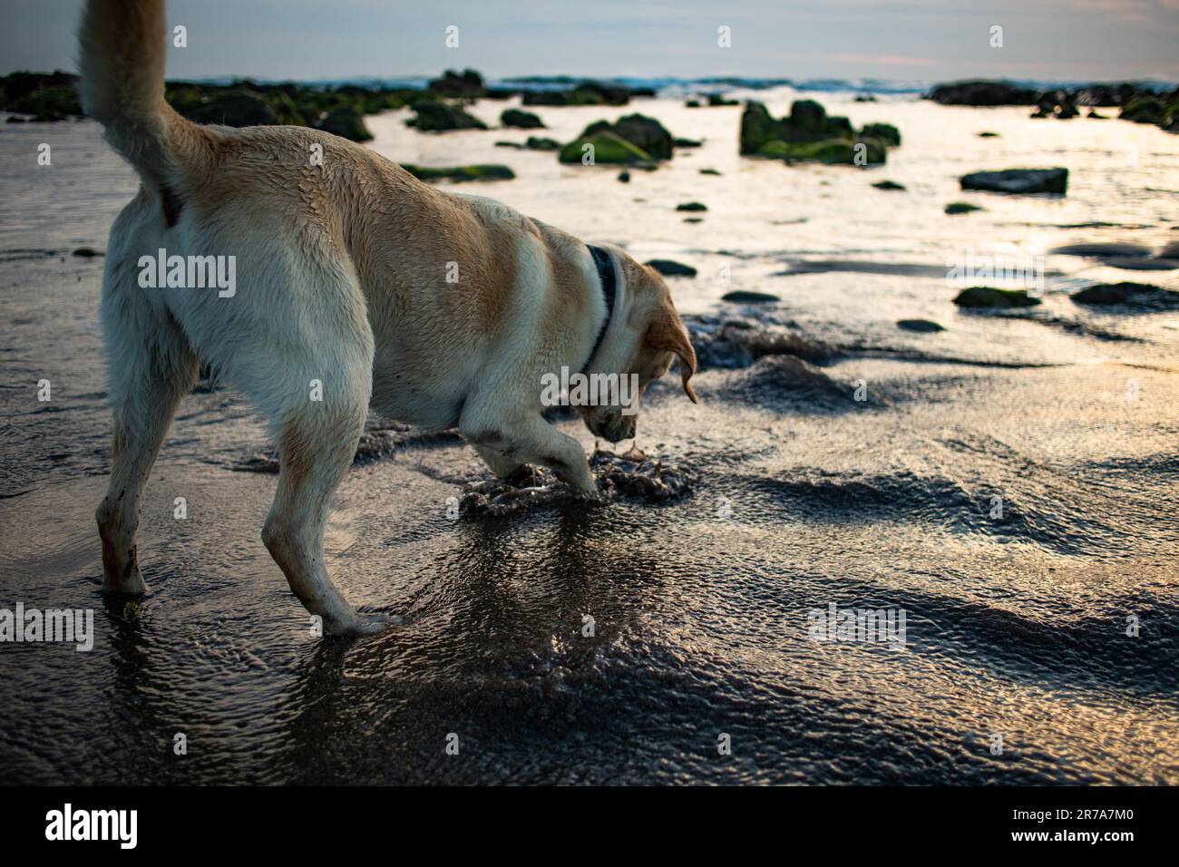 An adorable labrador stands on Devon Beach, taking in the fresh sea air ...