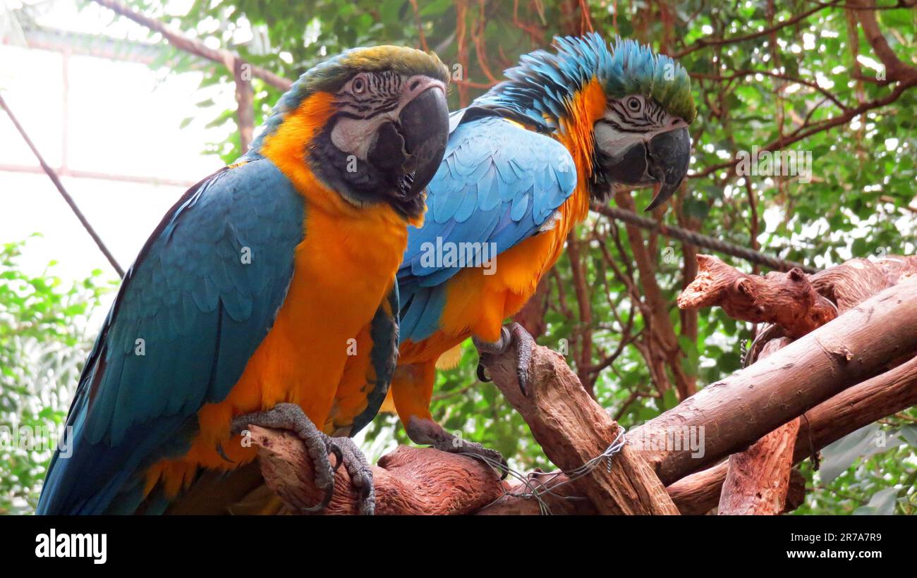 The two blue-and-yellow macaws perched on branches Stock Photo - Alamy