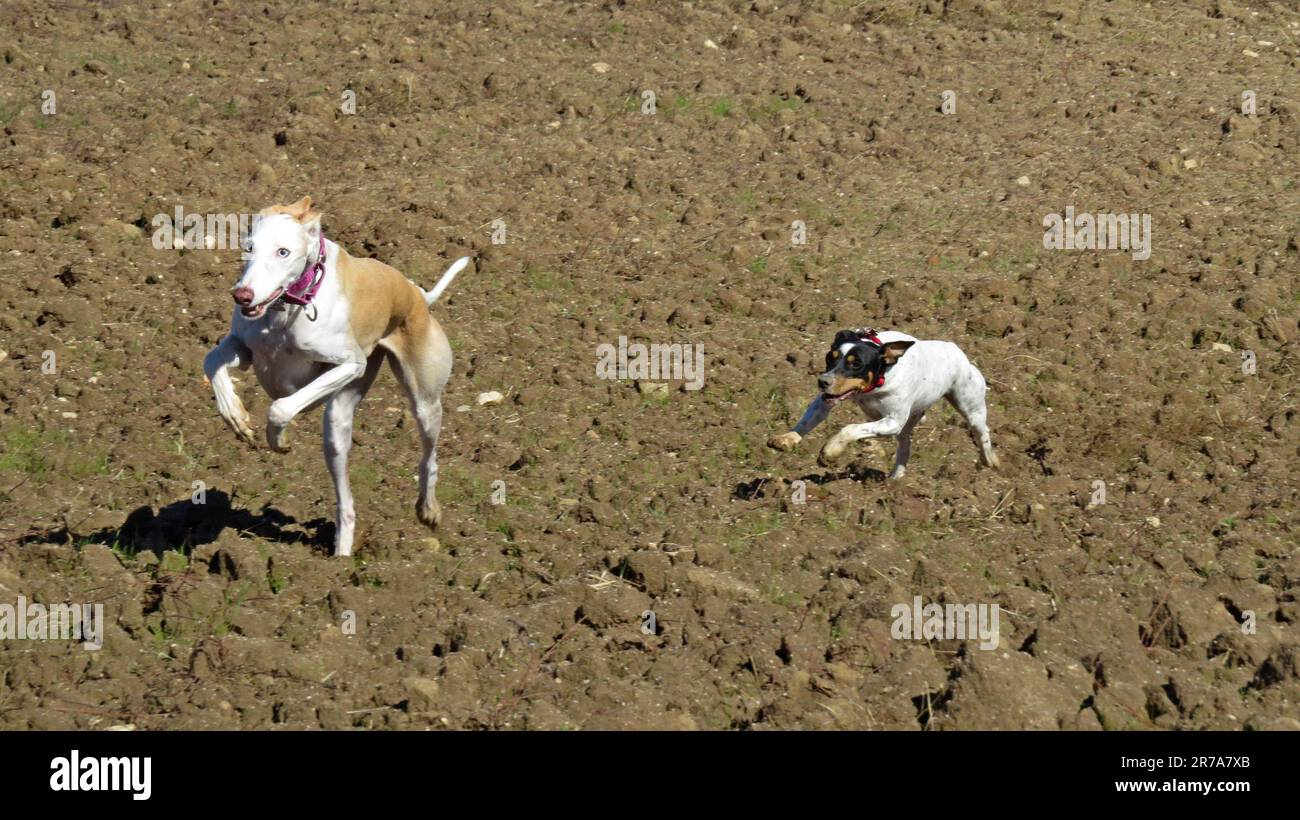 Dogs play together hi-res stock photography and images - Alamy