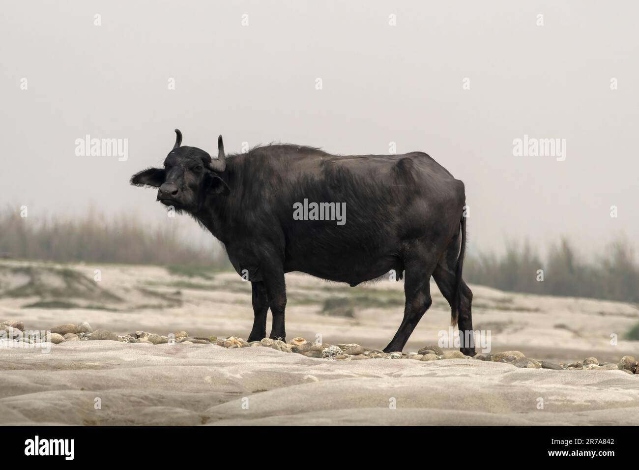 Water buffalo (Bubalus bubalis), also called the domestic water buffalo ...