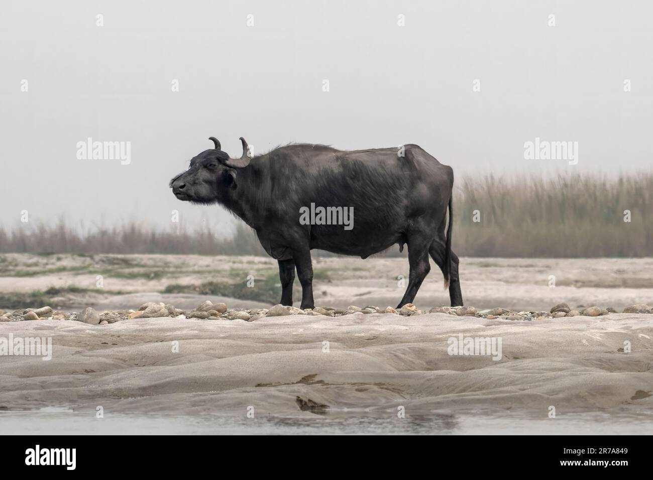 Water buffalo (Bubalus bubalis), also called the domestic water buffalo ...
