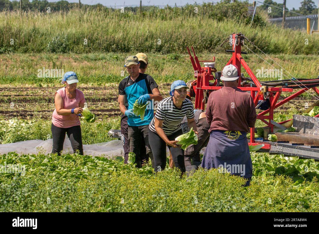 Farmers working in heat hi-res stock photography and images - Alamy