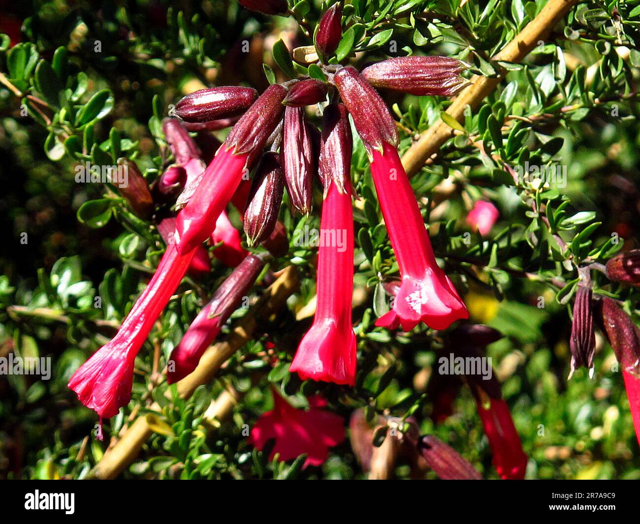 The plant in Cusco, Peru Stock Photo - Alamy