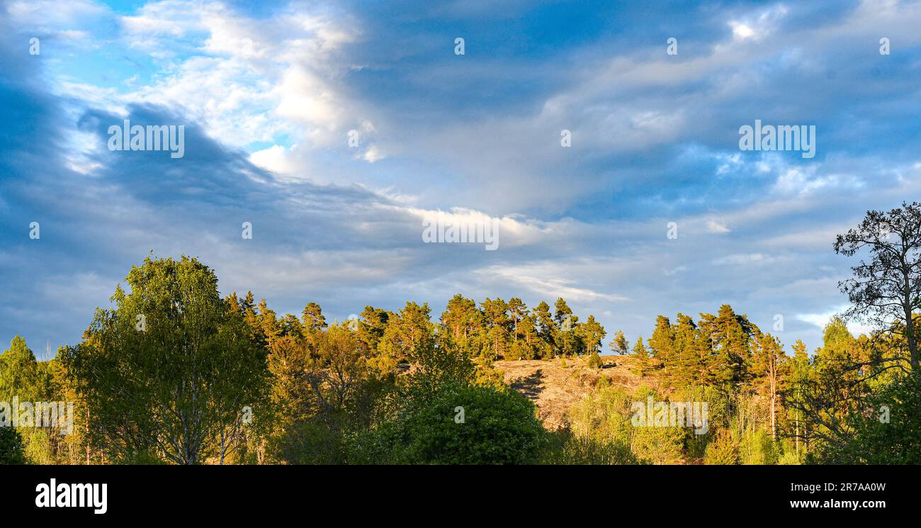 Forest landscape in Finland in spring Stock Photo - Alamy