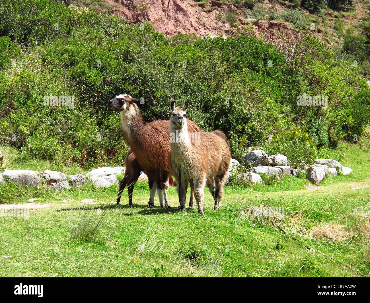 Lamas in mountains close Cusco in Peru Stock Photo - Alamy