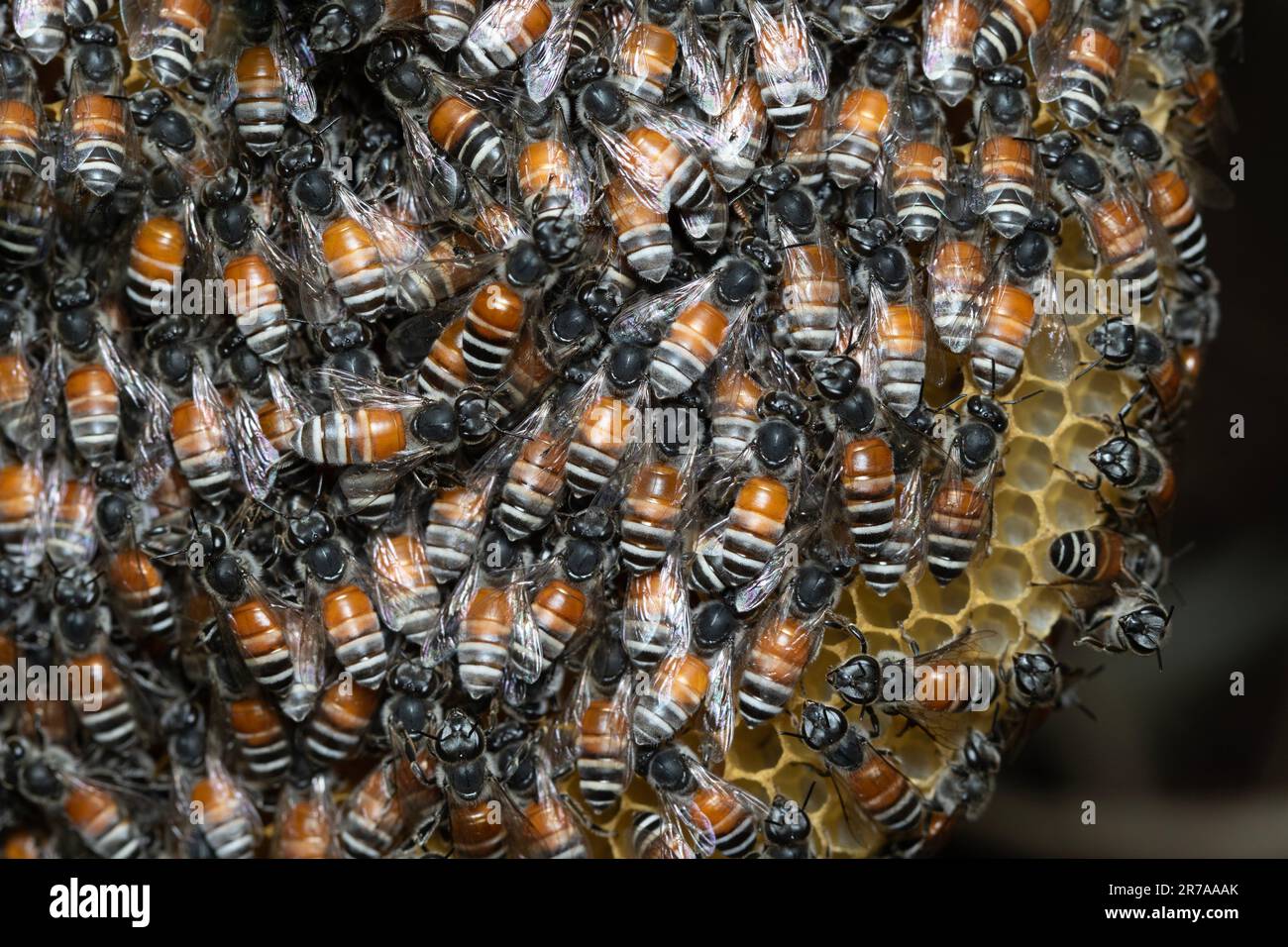 Honey Bee in nature background Stock Photo - Alamy