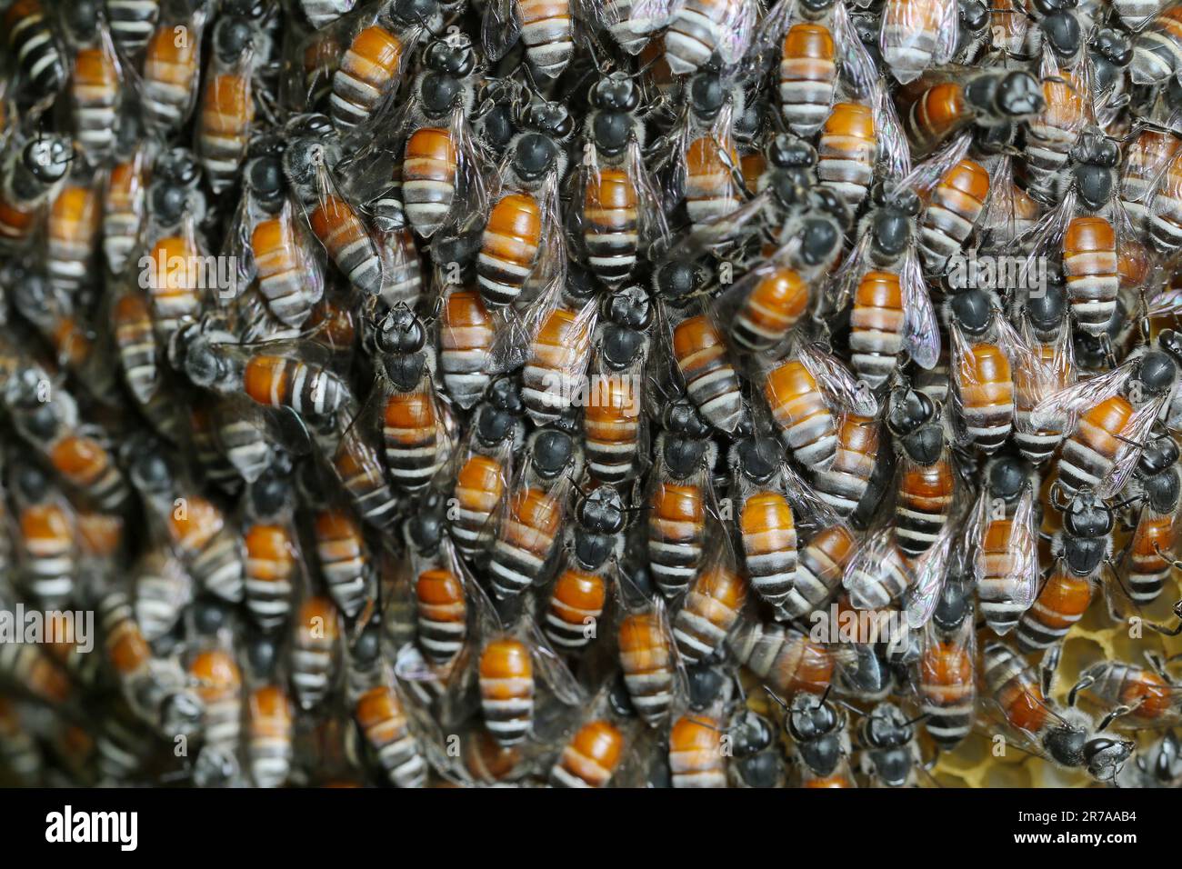 Honey Bee in nature background Stock Photo - Alamy