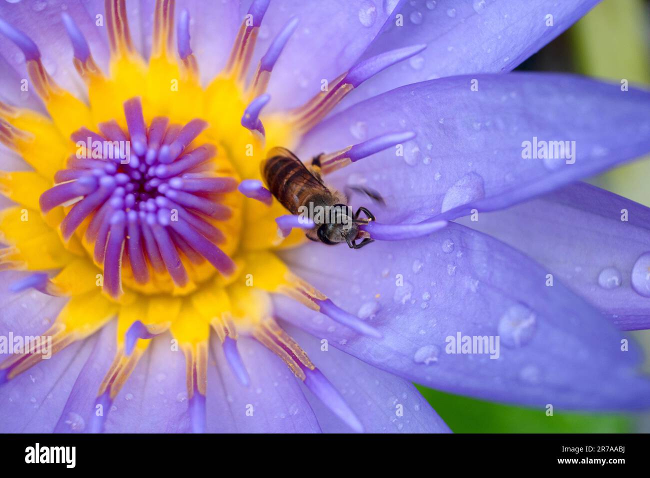 Honey Bee in nature background Stock Photo - Alamy