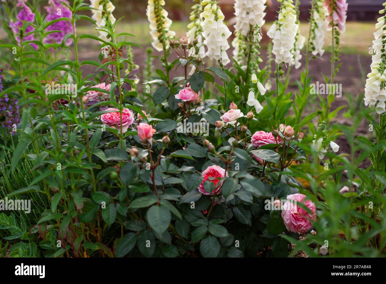Chippendale pink roses flowers blooming in summer garden. Tantau peachy ...