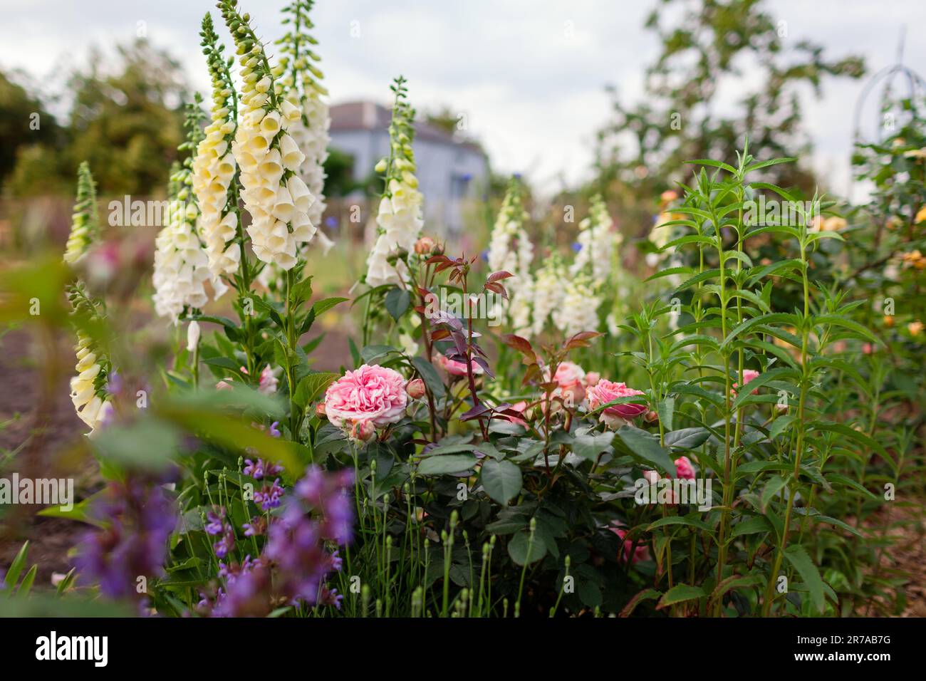 Chippendale pink roses flowers blooming in summer garden. Tantau peachy ...