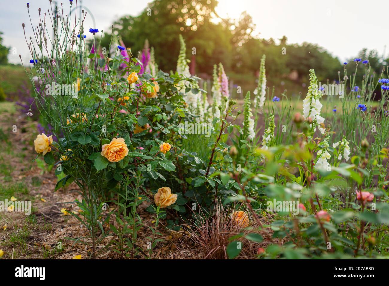 Golden Zest shrub blooming with yellow roses flowers in summer garden ...