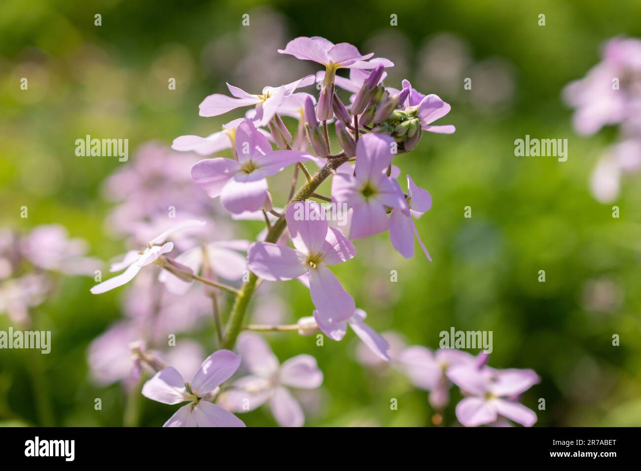 Zurich, Switzerland, May 22, 2023 Dames rocket flower or Hesperis ...