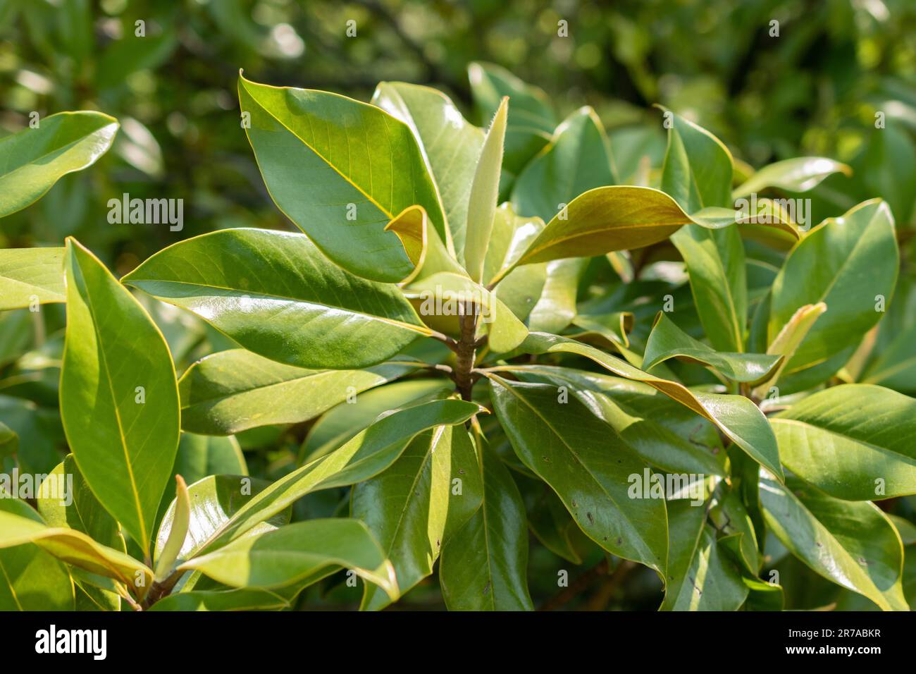 Zurich, Switzerland, May 22, 2023 Bull bay tree or Magnolia Grandiflora ...