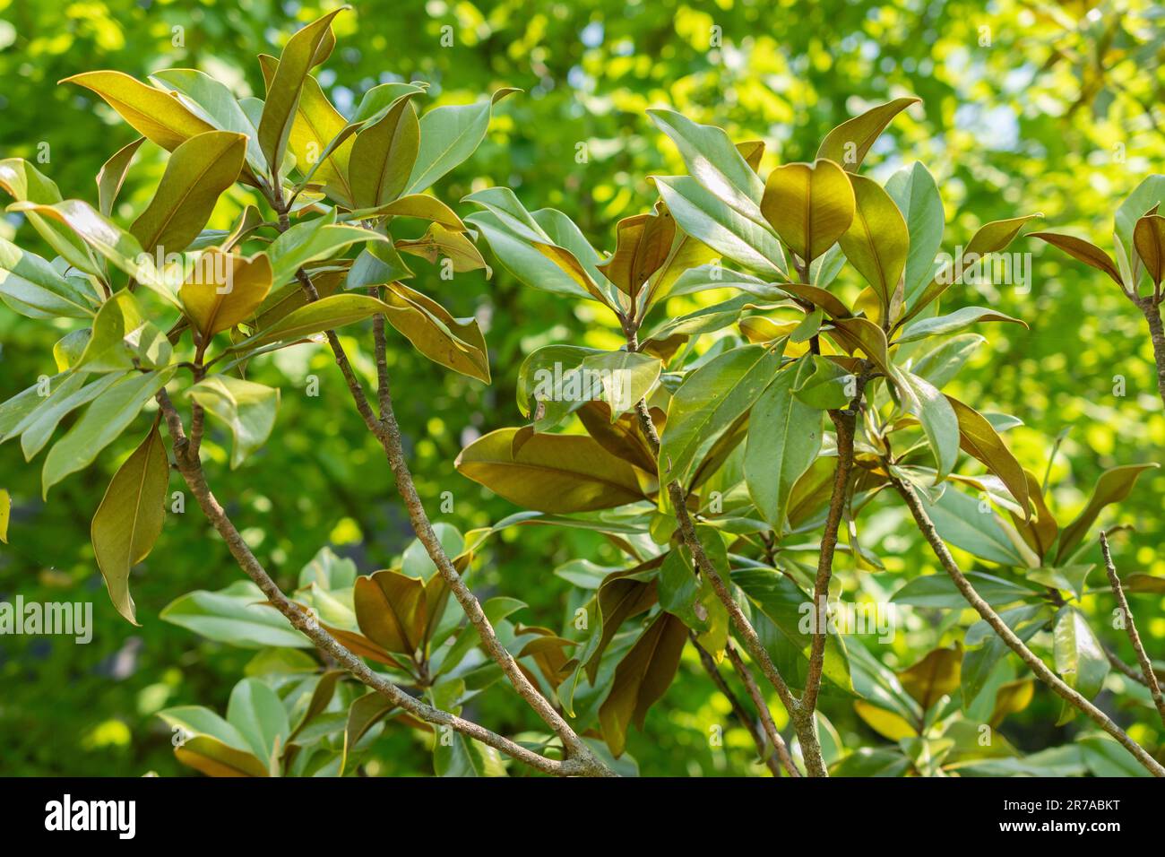 Zurich, Switzerland, May 22, 2023 Bull bay tree or Magnolia Grandiflora ...
