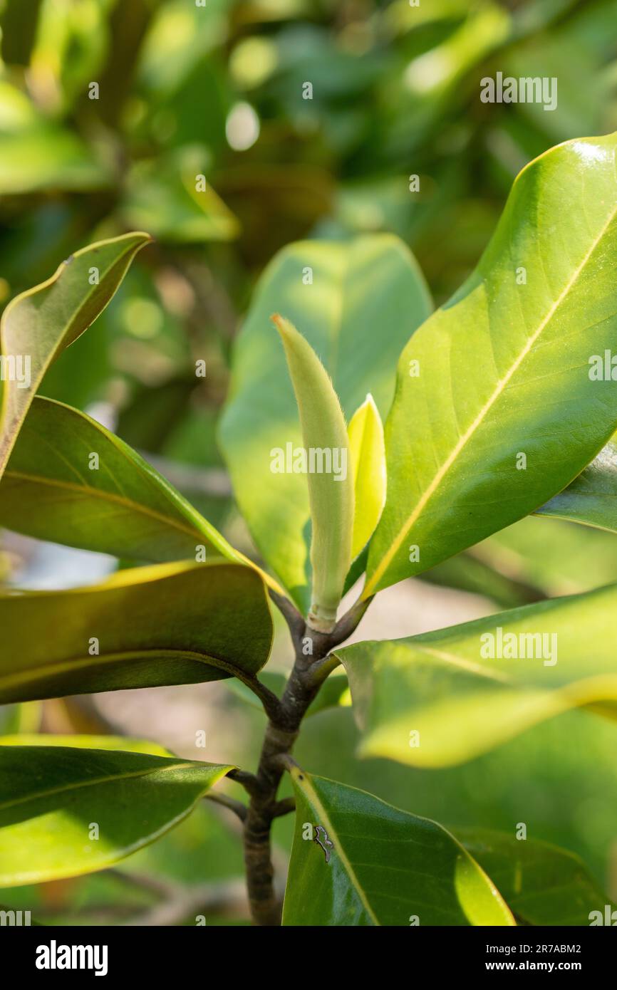 Zurich, Switzerland, May 22, 2023 Bull bay tree or Magnolia Grandiflora ...