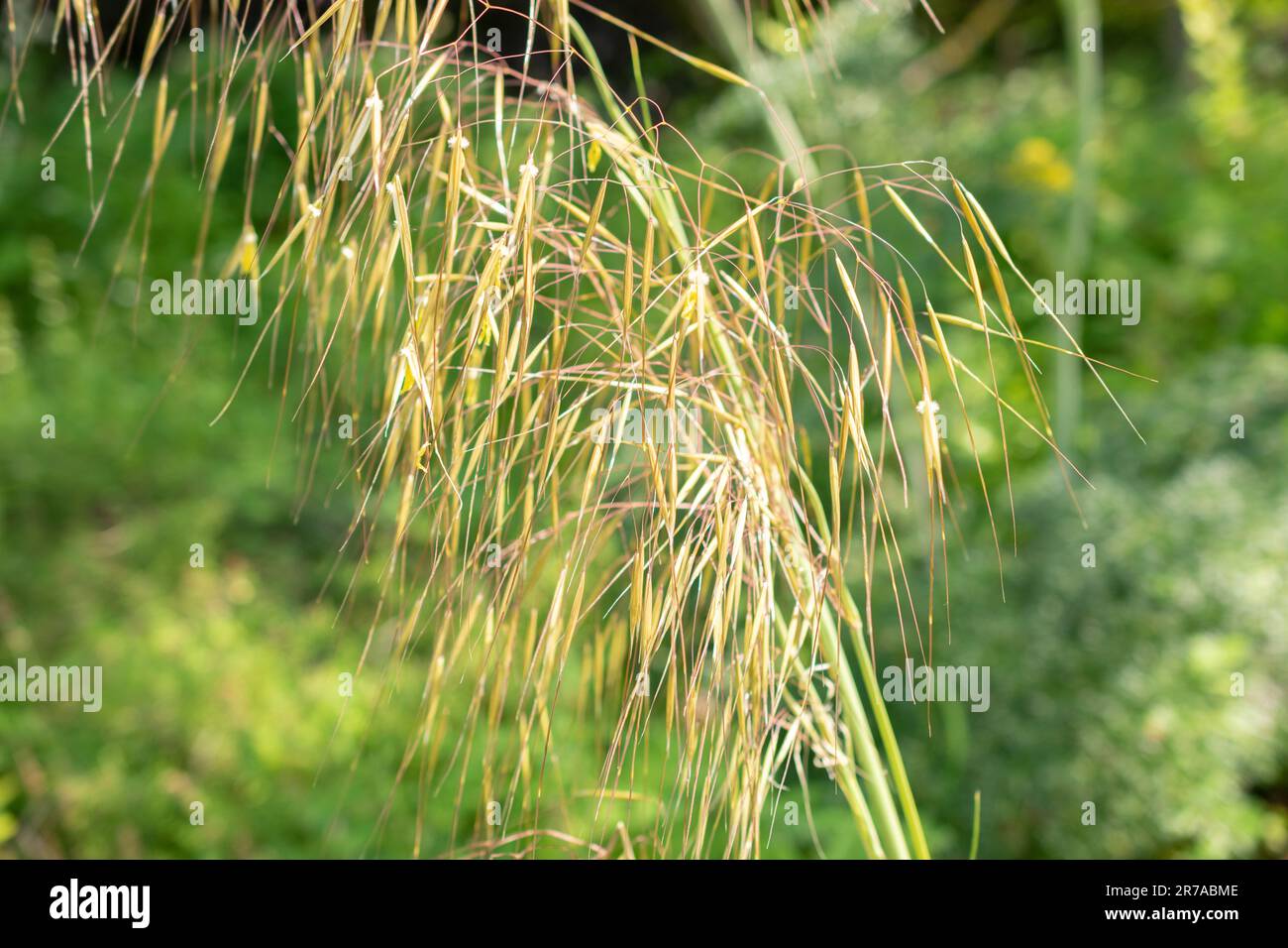 Zurich, Switzerland, May 22, 2023 Giant feather grass or golden oats or ...