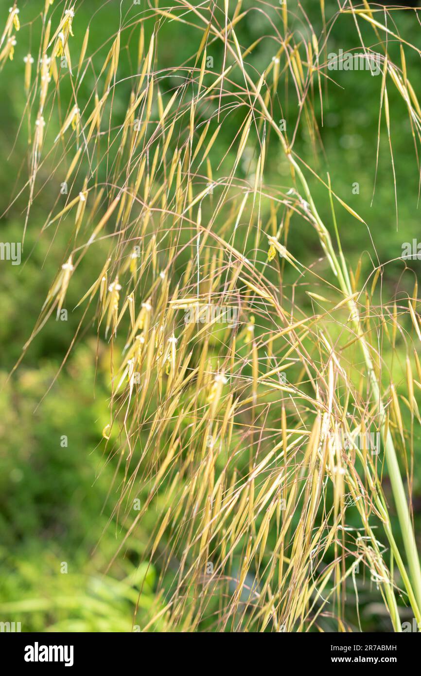 Zurich, Switzerland, May 22, 2023 Giant feather grass or golden oats or ...