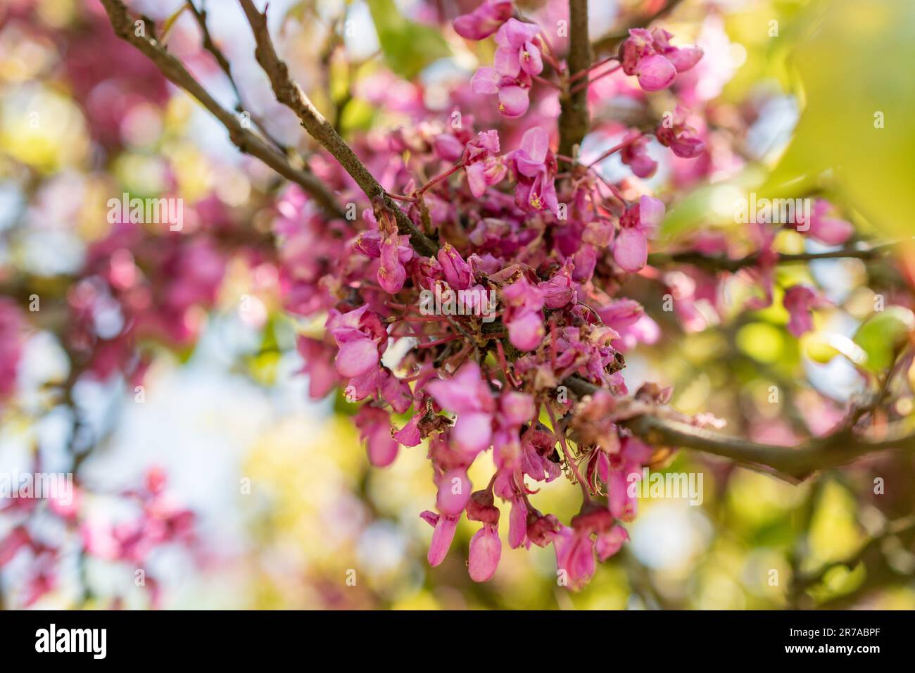 Zurich, Switzerland, May 22, 2023 Judas tree or Cercis Siliquastrum ...